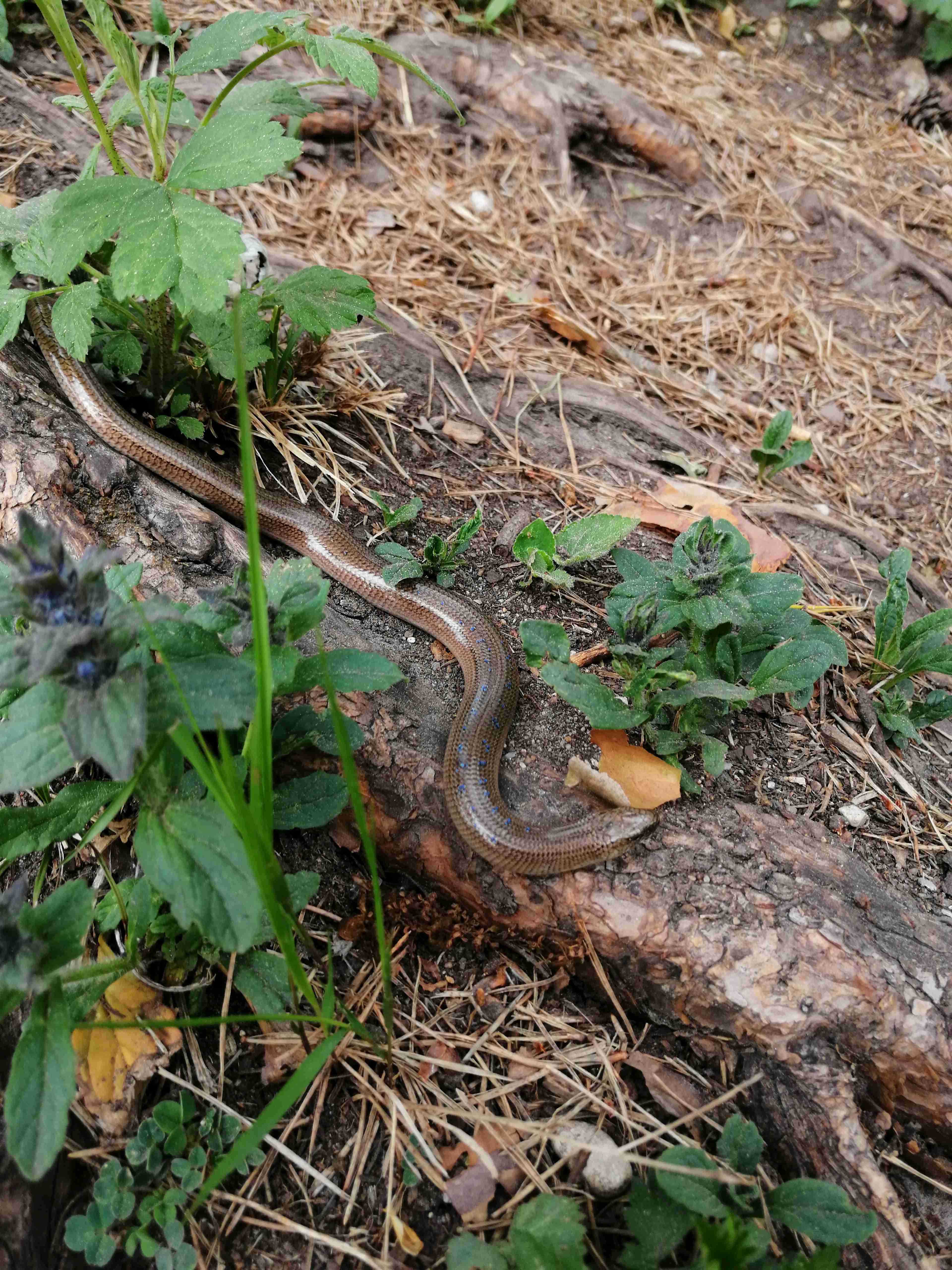 Sveikatingumo žygis su Lieknėjimo centr